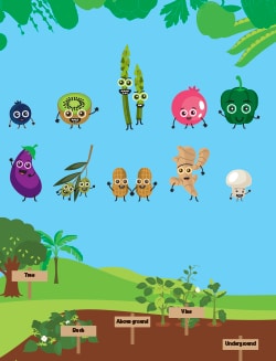 Woolworths Supermarket - Buy Groceries Online