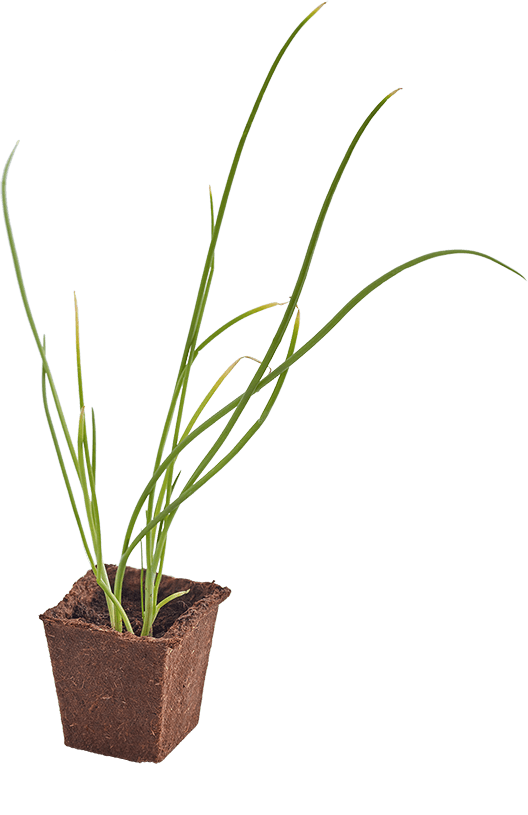 Woolworths Discovery Garden | Woolworths Online