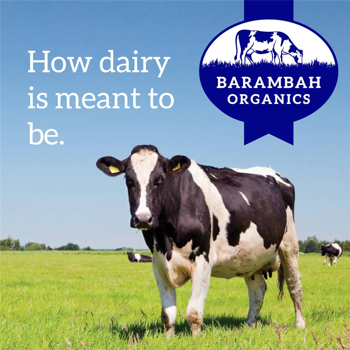 Barambah Organics Probiotic Full Cream Organic Milk 2l | Woolworths
