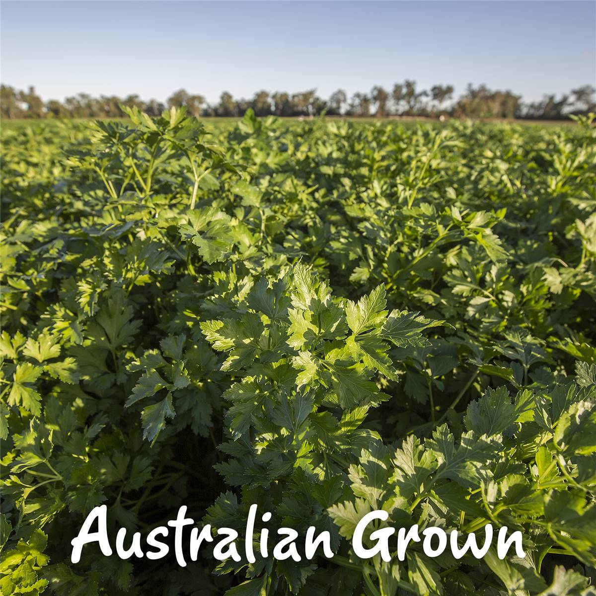 Gourmet Garden Parsley Lightly Dried 8g Sachet | Woolworths