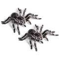 JOYBUY 2Pcs 9.5cm Realistic Spider Insect Model Toy Scary Prop | Woolworths